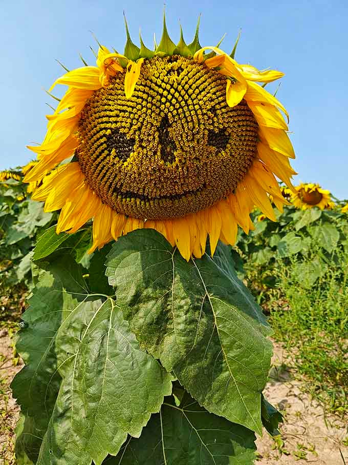 This sunflower's expression perfectly captures how we all feel on a really good day.