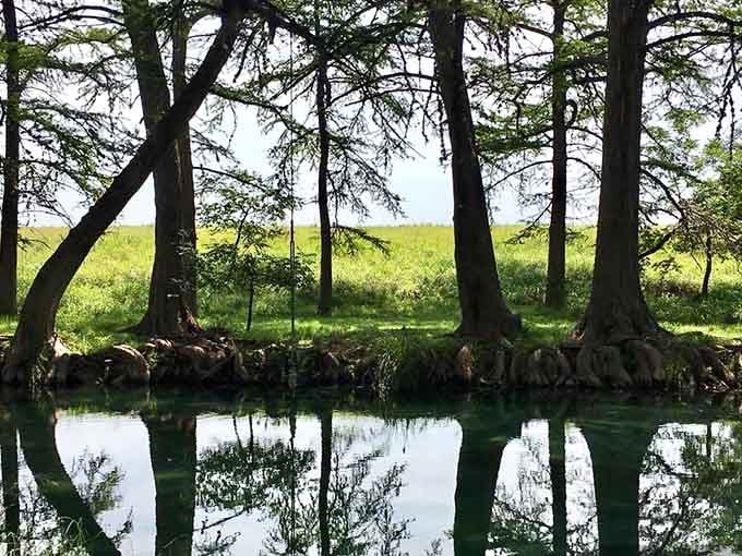 The Hill Country landscape stretches endlessly beyond the trees, reminding you why Texas inspires so many love songs.