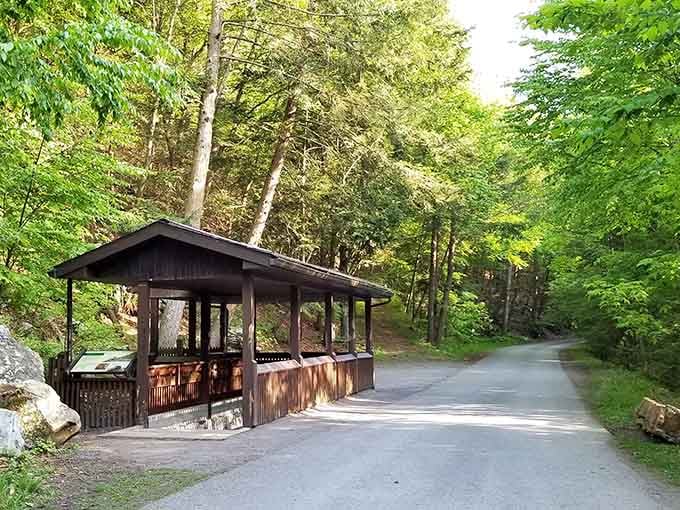 Forest roads like this whisper promises of discoveries around every bend, no GPS signal required or wanted.