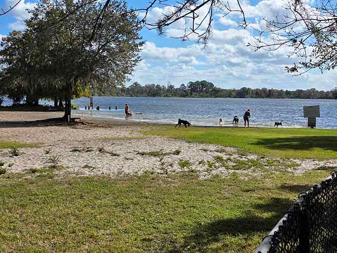 Dogs living their absolute best lives on lakefront grass while their humans contemplate moving here immediately.