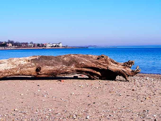 Driftwood adds that perfect touch of natural decoration, like the beach hired an interior designer who works cheap.