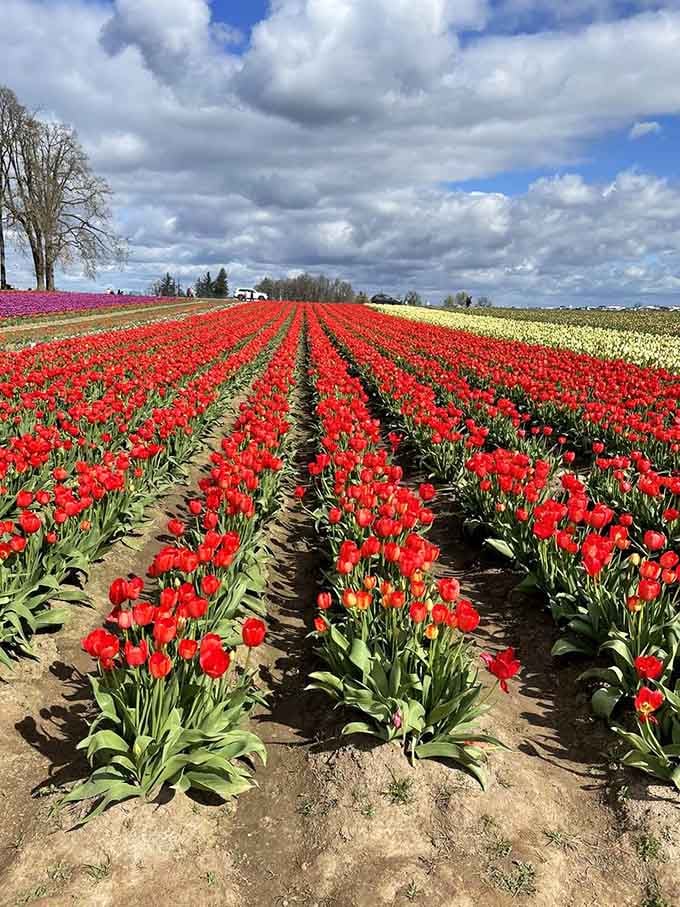 Bold red tulips standing at attention like they're auditioning for the world's most cheerful military parade.