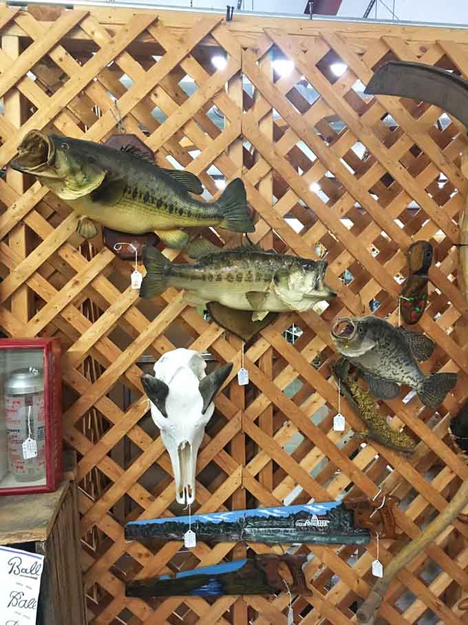 Mounted fish and taxidermy that'll make you the most interesting person at the homeowners association meeting, guaranteed.