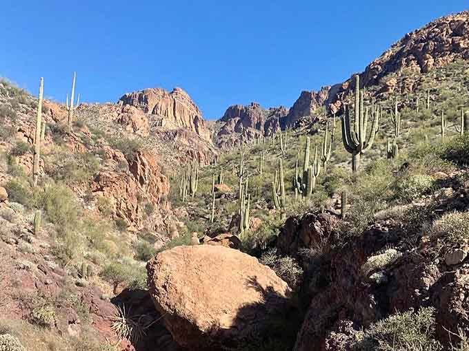 Saguaros and boulders creating natural sculptures that no museum could ever hope to replicate or improve upon.