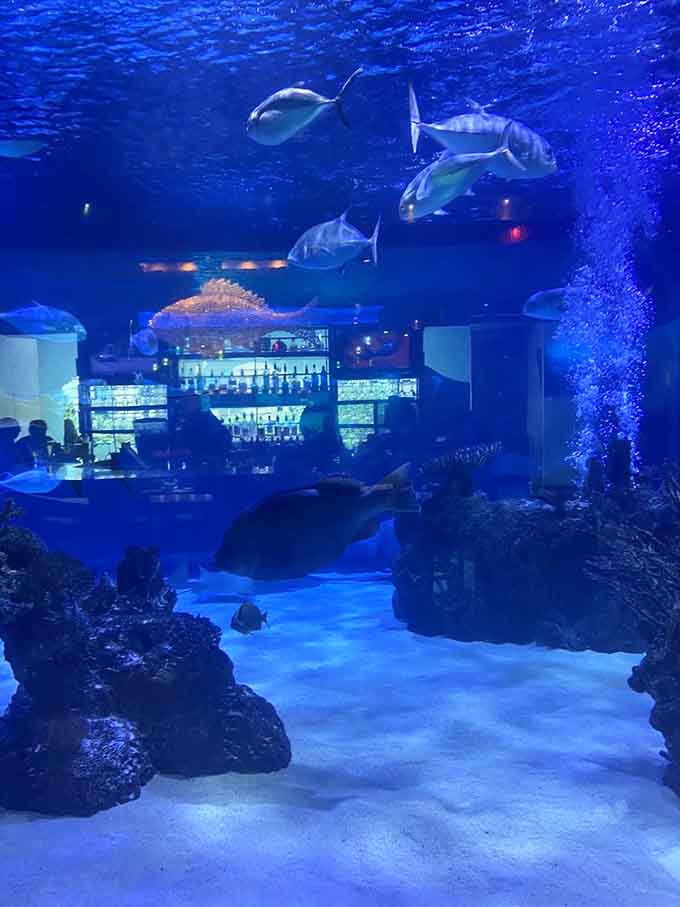 These fish have better real estate views than most Houston apartments and they know it too.