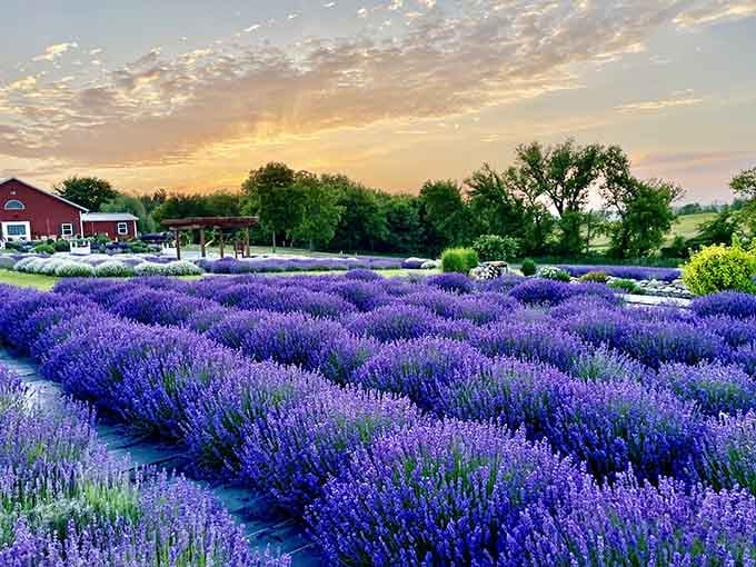 New Life Lavender Farm paints the landscape purple, creating Instagram-worthy moments that don't cost a fortune to visit.