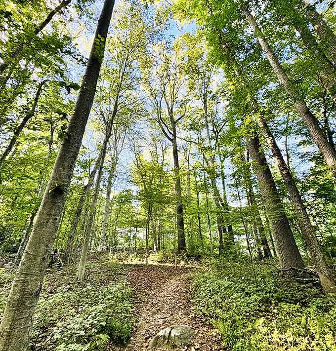 These towering trees have seen more Connecticut seasons than your favorite weatherman's entire career combined.
