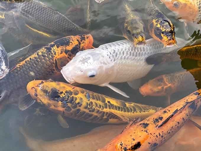 Koi fish gathering like they're at an underwater cocktail party discussing the finer points of being decorative and well-fed.