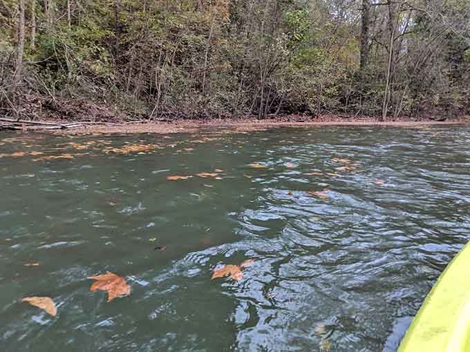 Sunnyside Paddle Park puts you on Spring Creek where autumn leaves float like nature's confetti celebration.