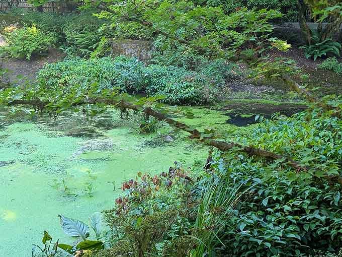 The tranquil pond looks like it was painted by Monet, minus the French accent and the hefty museum admission fee.