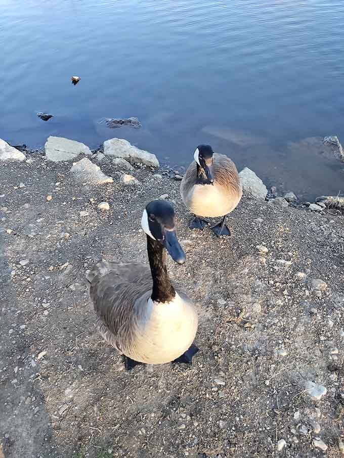 Canadian geese who've clearly decided Buck Creek is worth staying for, and honestly, who can blame them?