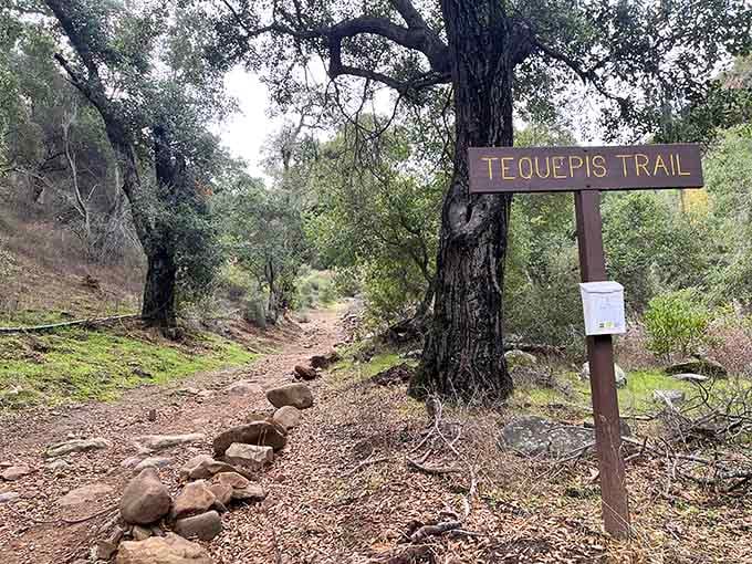The Tequepis Trail beckons hikers under oak canopies where dappled sunlight creates nature's own stained glass ceiling.