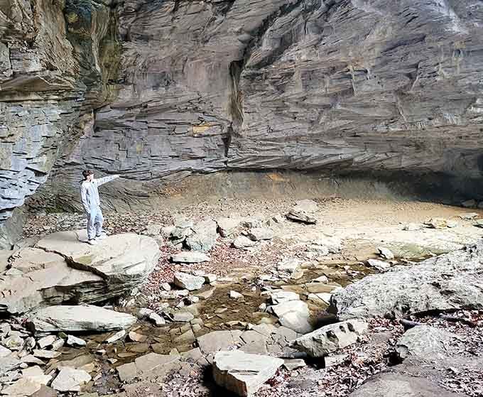 The view from inside looking out transforms ordinary forest into something that belongs on a postcard or screensaver.