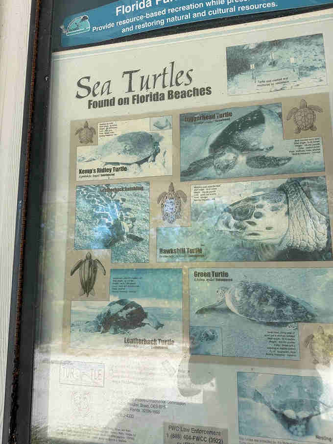 Educational displays remind us why protecting these nesting beaches matters for generations yet to come forward.