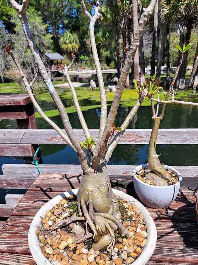 These desert roses prove that even the toughest plants can look absolutely stunning with proper care.