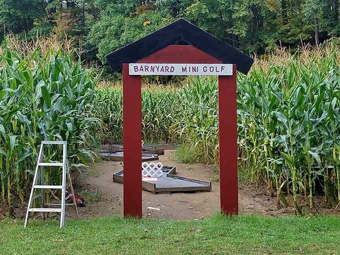 Barnyard mini golf through actual corn stalks combines putting practice with farm charm in delightfully unexpected ways.