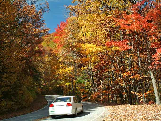 Fall foliage so vibrant it makes your screensaver look like it's not even trying to compete anymore.