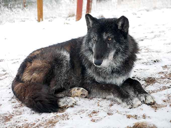 Snow days mean something entirely different when you're built for Arctic temperatures and loving every flake.