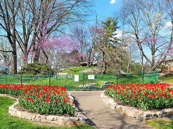 Shelter Gardens bursts with tulips so vibrant they make you question whether nature needs a saturation filter after all.