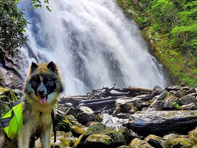Even the four-legged visitors know this waterfall is worth the hike, and they don't even have Instagram accounts.