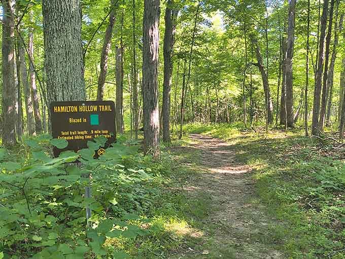 Hamilton Hollow Trail beckons with the kind of green canopy that makes you understand why people write poetry about forests.