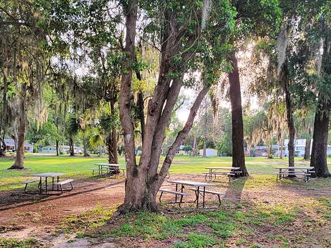 Shaded picnic areas under moss-draped oaks offer free entertainment that beats expensive tourist attractions any day.