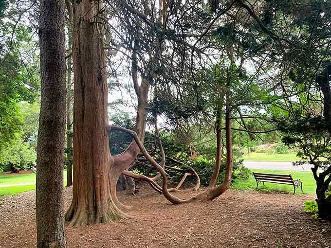Ancient trees with character-filled branches offer shady retreats for those seeking quiet contemplation.