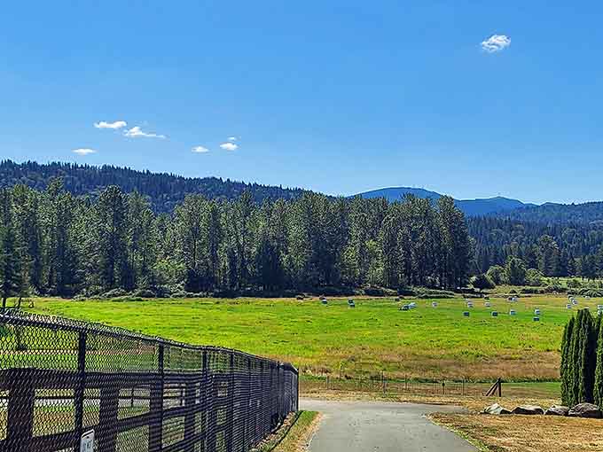 Scenic mountain views and endless green pastures create the perfect Australian outback cosplay, Pacific Northwest edition.