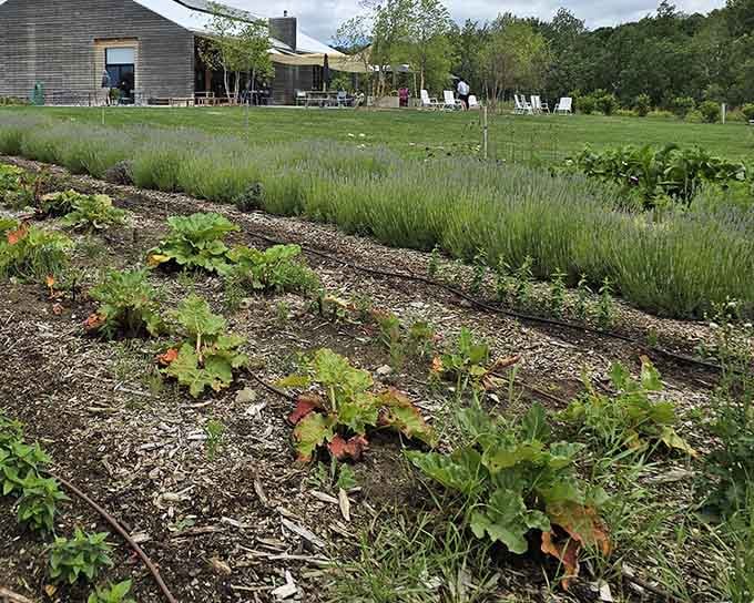 The working farm stretches out like a living menu, showing you tomorrow's dinner growing in real time.