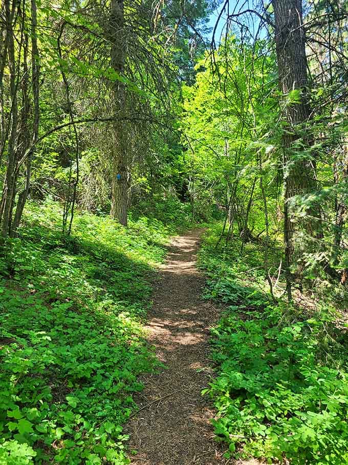 Green tunnels of trail where every turn promises something new and the air smells like adventure.