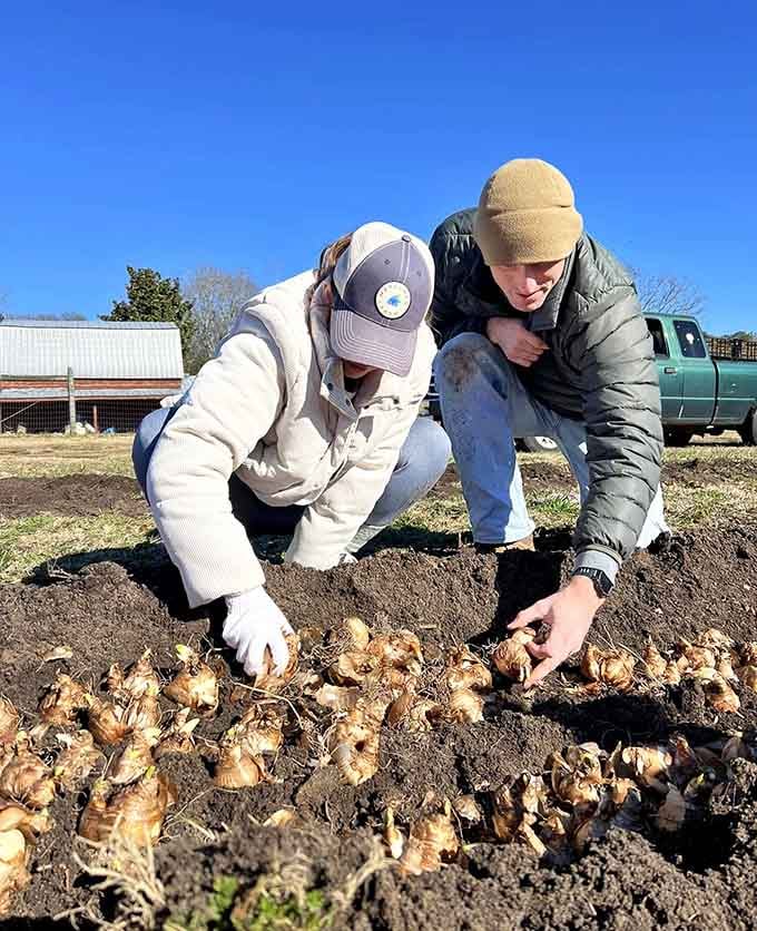 Getting hands dirty planting bulbs, the behind-the-scenes work that creates next season's spectacular floral display.
