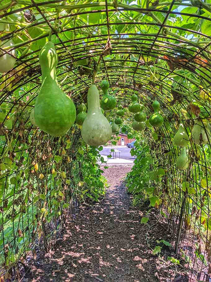 Gourds dangle overhead in this living tunnel, creating an enchanted passageway that feels like stepping into a garden dream.