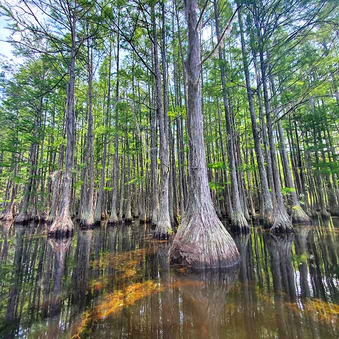 A cypress cathedral where Spanish moss hangs like nature's finest decorations, no electricity required.