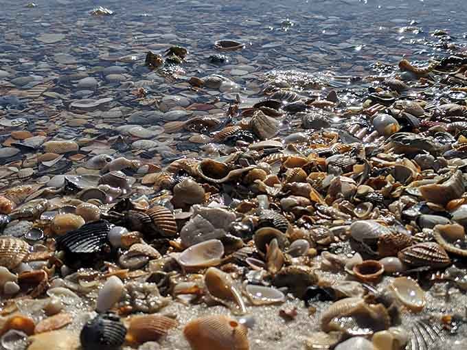 The shoreline delivers nature's treasure hunt, with shells collecting themselves along the waterline for you.
