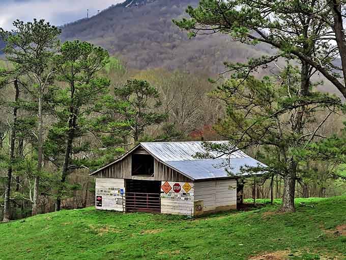 Mountain barns dot the landscape like postcards from a simpler time, when life moved slower and nobody seemed to mind.