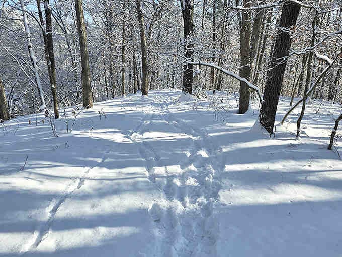 Snow-covered trails offer a completely different perspective, turning familiar paths into winter wonderland territory worth bundling up for.