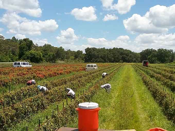 U-pick flower fields where visitors gather their own bouquets, Instagram photos sold separately but highly recommended.