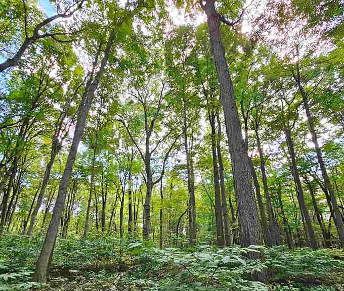 Towering trees create cathedral-like spaces along trails, nature's own monument to the passage of countless seasons here.
