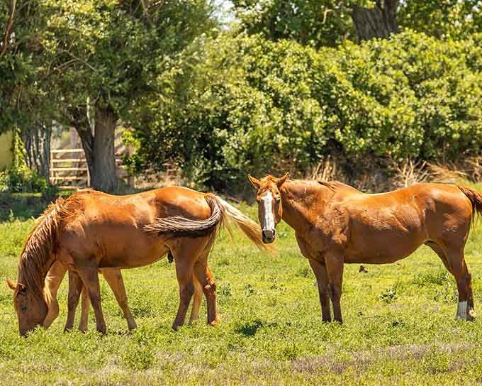Horses graze contentedly in pastures, living their best life in Colorado's affordable southeastern corner.