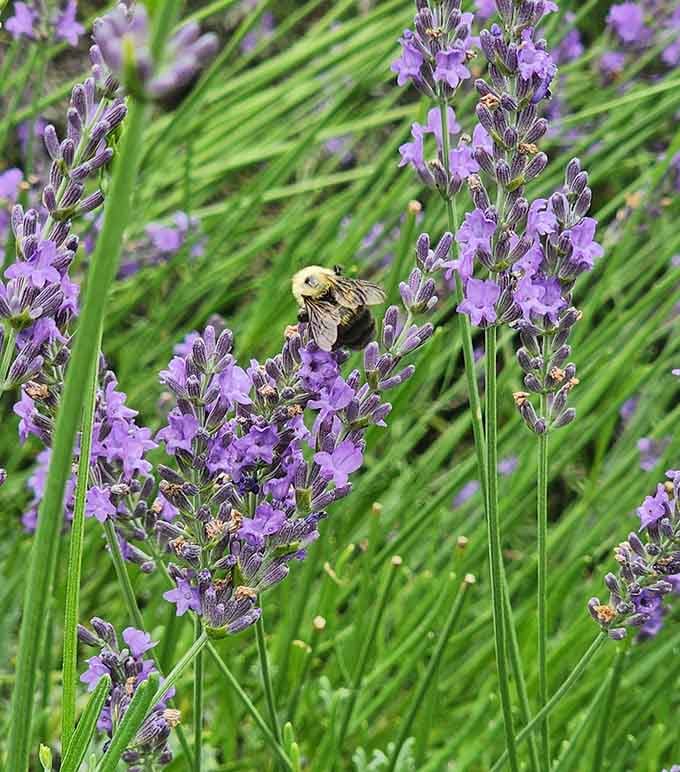 A fuzzy bumblebee hard at work reminds us that some employees take their pollination duties seriously.