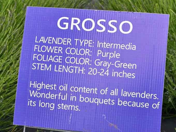 Educational signage for people who want to sound smart at dinner parties about lavender oil content.