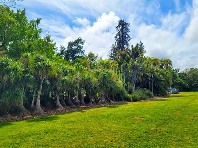 Those distinctive palms stand tall like nature's exclamation points, announcing that you're definitely not in Kansas anymore, Dorothy.