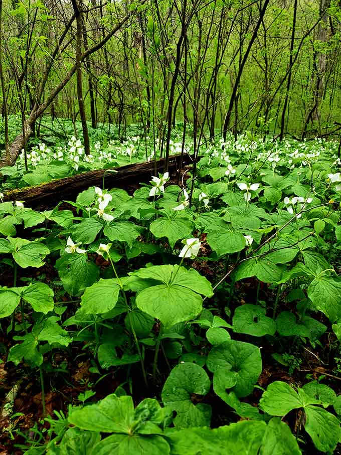 Trilliums carpet the forest floor in spring, creating a natural masterpiece that no museum could ever hope to match or charge admission for.