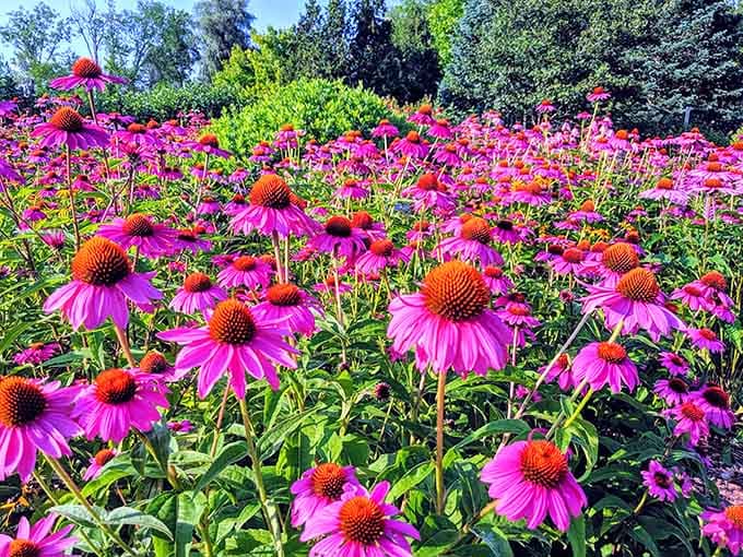 Purple coneflowers stretch toward the sky like they're trying to photobomb every picture you take, bless their hearts.