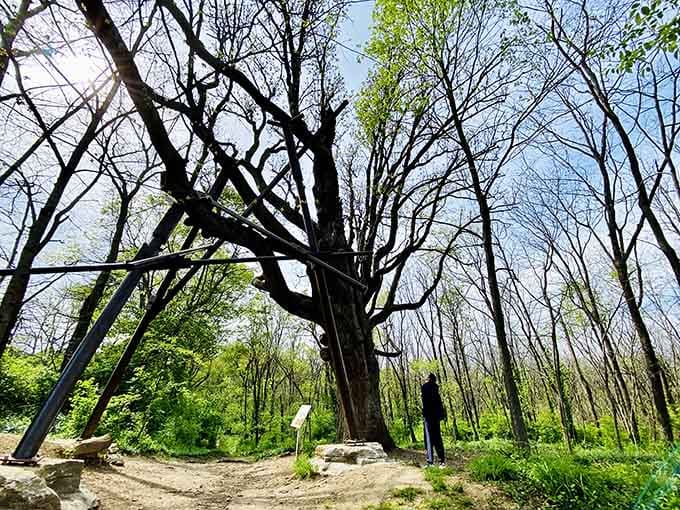 Ancient trees standing guard over the park like nature's own security system, minus the cameras.