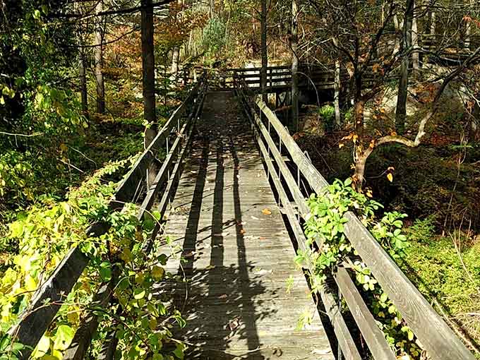 Wooden footbridges lead you deeper into the forest, each crossing feeling like a small adventure in itself.