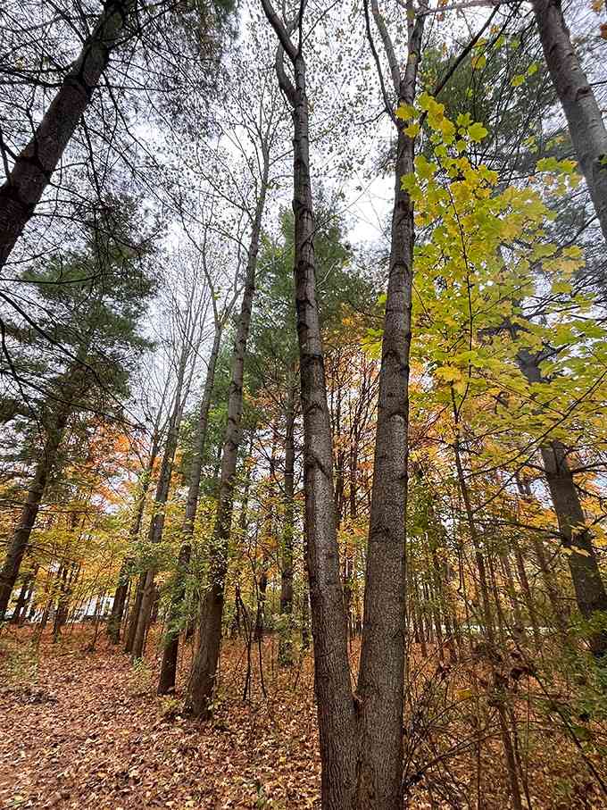 Autumn paints the forest in colors so vibrant you'll swear someone cranked up the saturation settings.