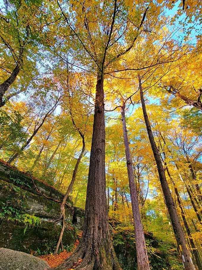 Golden canopy overhead proves autumn in Ohio rivals anywhere else on the planet.