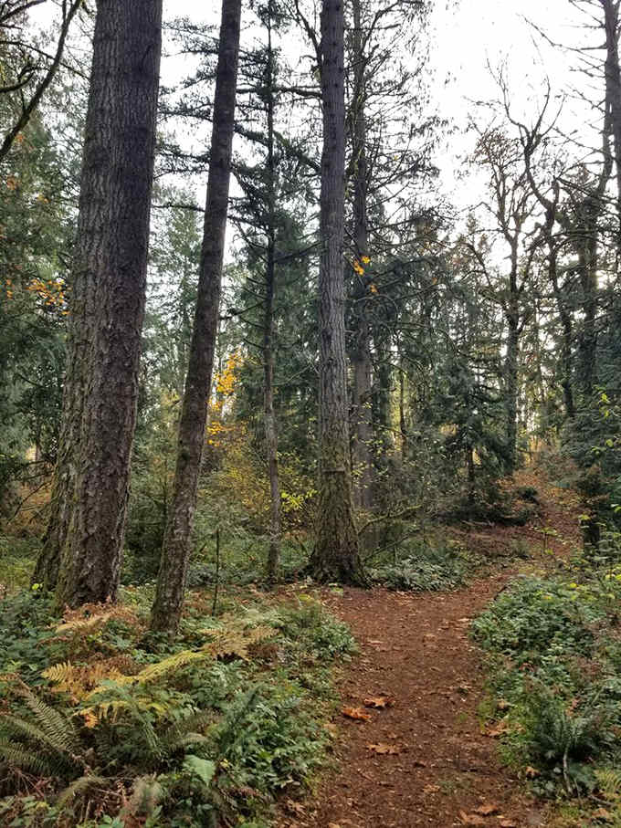 The peaceful forest path winds through towering trees, creating the perfect backdrop for your quirky gnome-hunting expedition ahead.