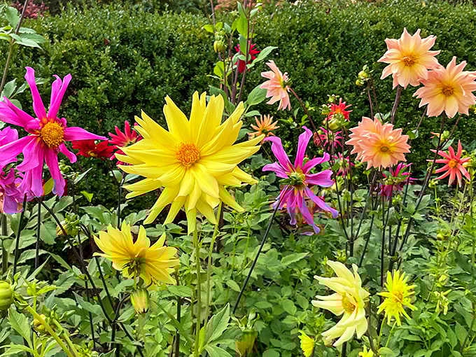 Dahlias in yellow, pink, and peach bloom like they're competing in nature's most colorful beauty pageant.